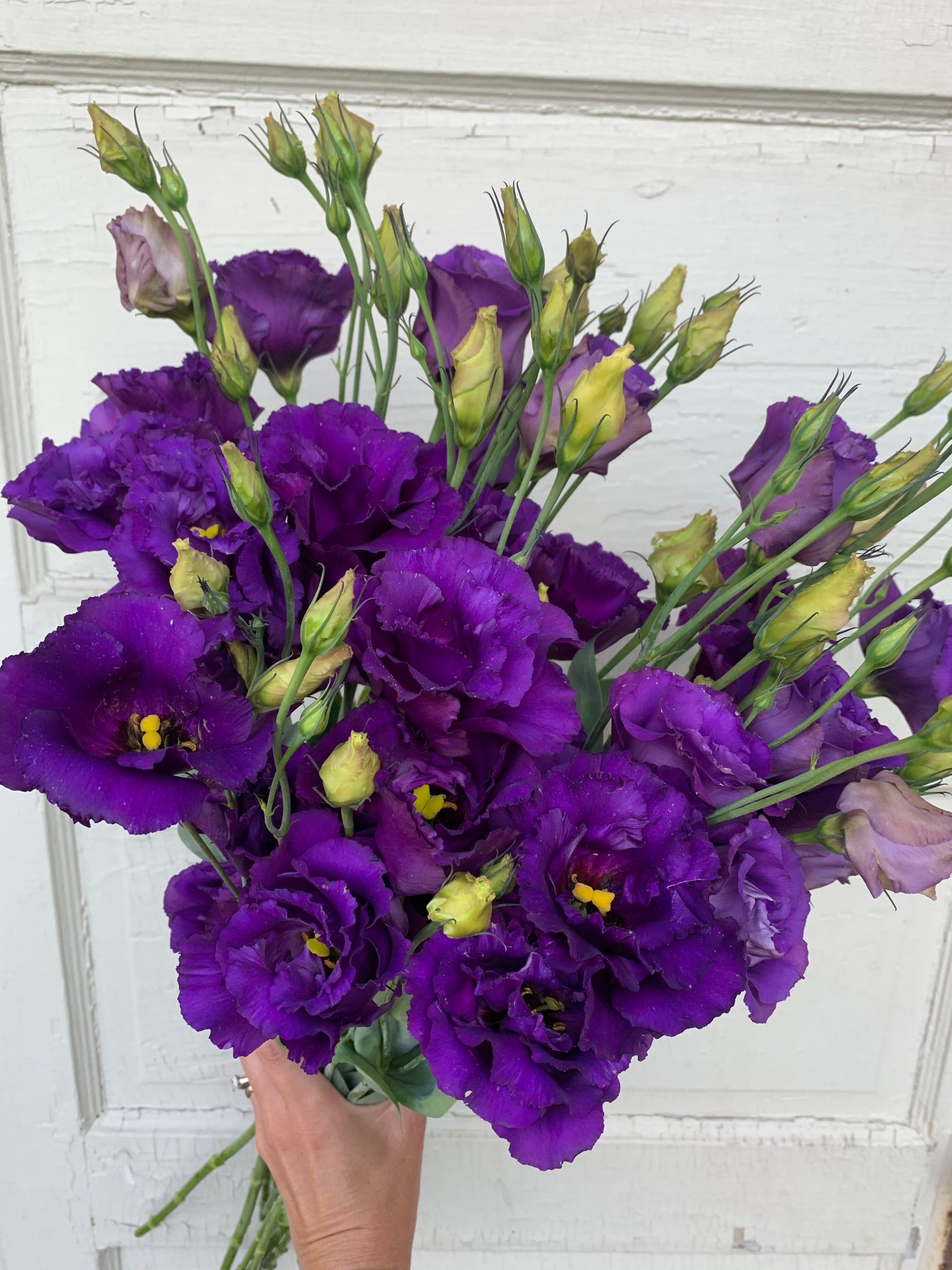 Dark Purple Lisianthus